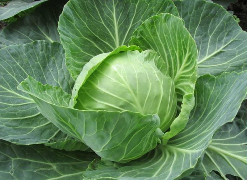 Propiedades y beneficios de la col o repollo - Mis Cosillas de Cocina